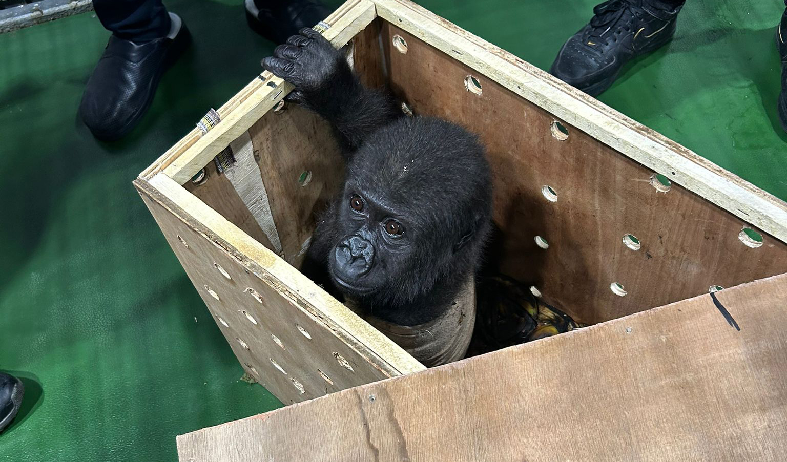 İstanbul'da Nesli Tehlikede Goril Yavrusu Yakalandı - Ankara'dan Son Dakika; Ekonomi, Finans ve ...